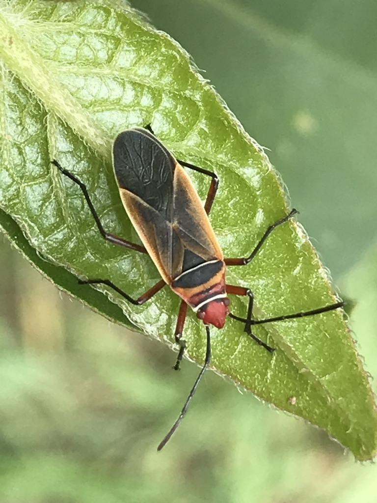 Dysdercus mimulus from Distrito Federal, Mexico on August 9, 2020 at 11 ...