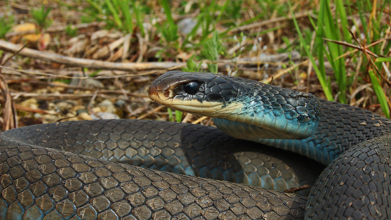 Blue Racer in May 2017 by phlherper · iNaturalist