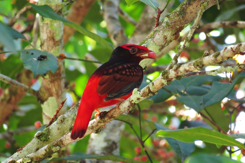 Guianan Red-Cotinga from Ramal do Pau Rosa on August 18, 2016 at 08:51 ...