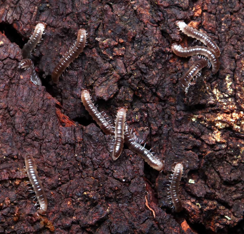 Paradoxical keeled millipedes in March 2020 by juliegraham173 · iNaturalist