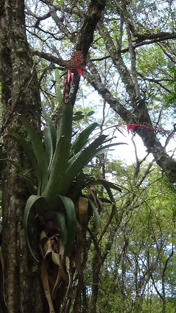 vase bromeliad from Chiapas, México on June 23, 2017 at 01:35 PM by ...