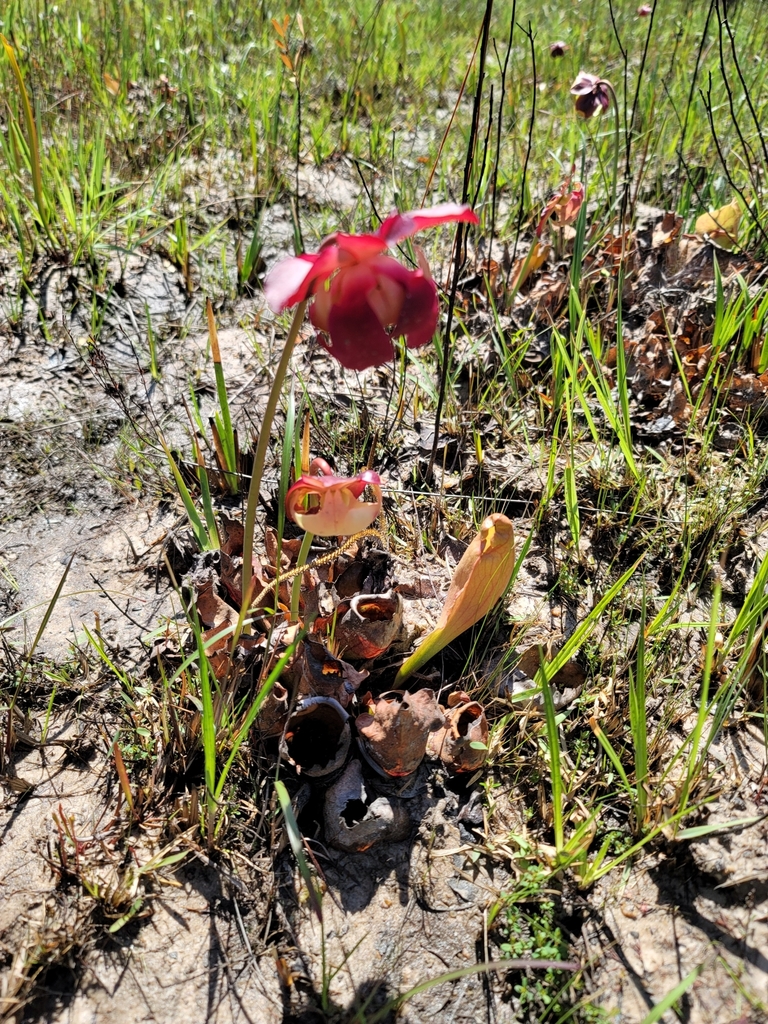Burk's southern pitcher plant in April 2021 by snail_hiker · iNaturalist