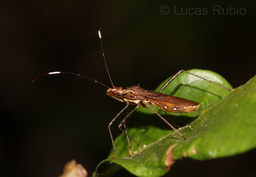 Cydamus from Parque Provincial Teyú Cuaré, Misiones, Argentina on ...