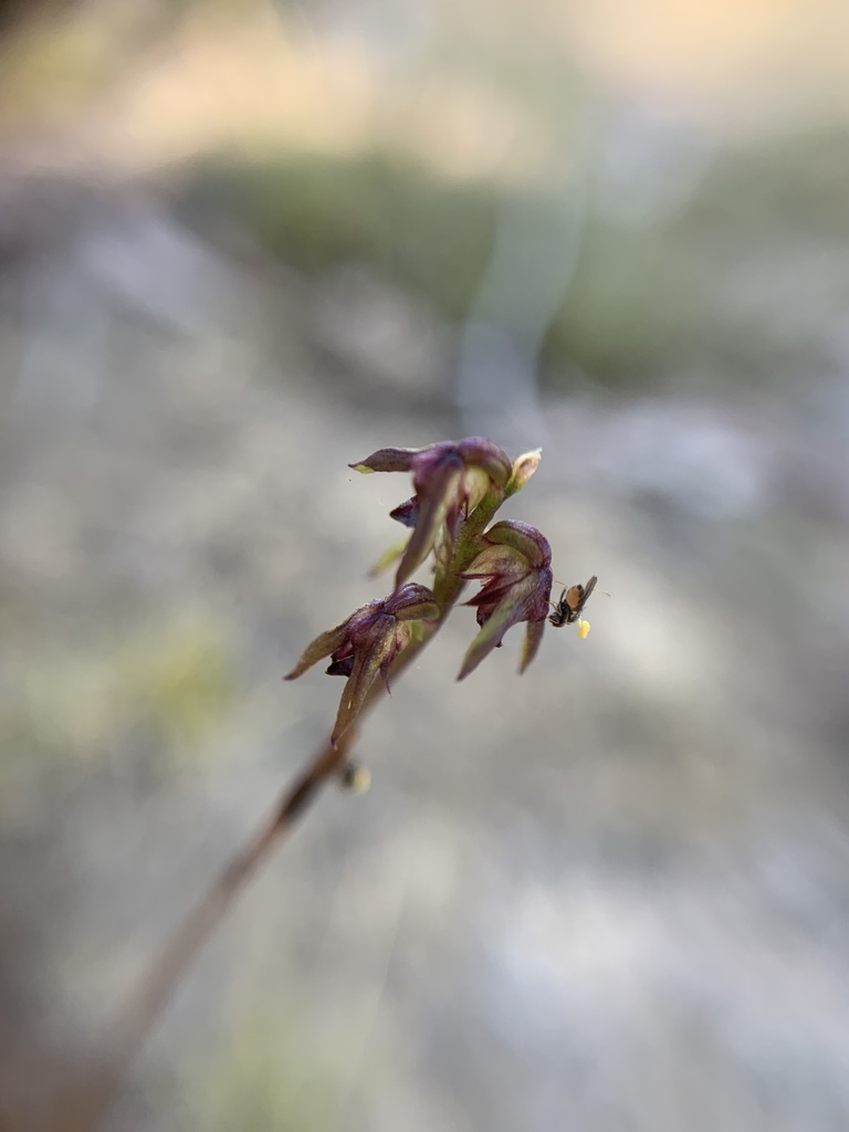 rufous midge-orchid from Depledge Road, Waitpinga, SA, AU on March 20 ...