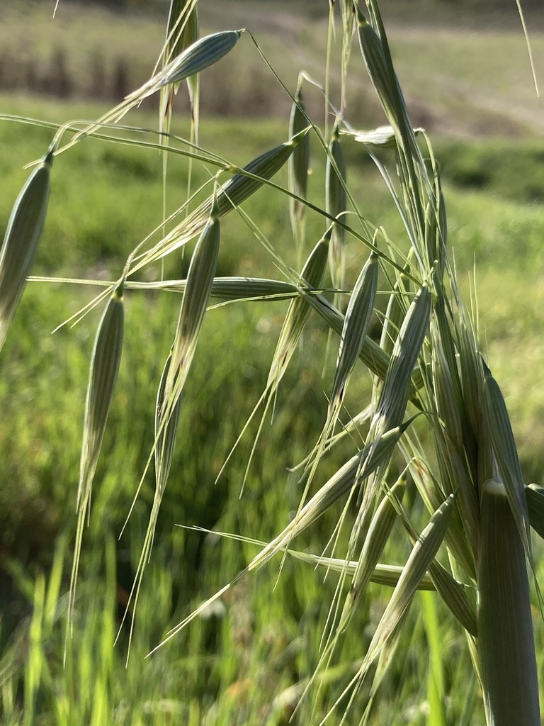 wild oat from Leo Carrillo State Park, Malibu, CA, US on April 2, 2021 ...
