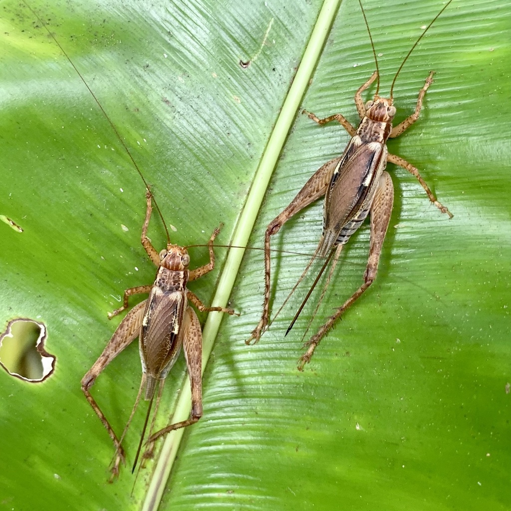 Cardiodactylus novaeguineae from Jarda Street, Smithfield, QLD, AU on ...