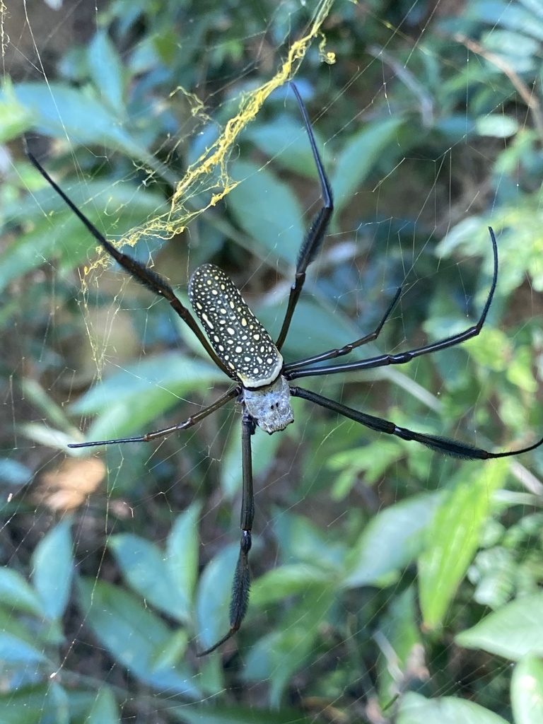 Golden Silk Spider in May 2020 by Felippe Fonseca · iNaturalist