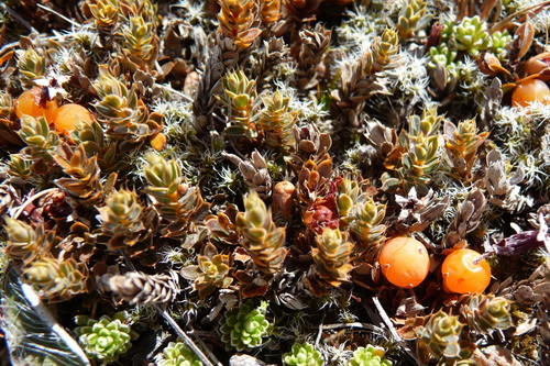 Leucopogon fraseri · NaturaLista Colombia