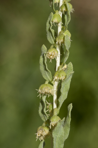 Poverty Weed (Plants of John Martin Reservoir State Park) · iNaturalist