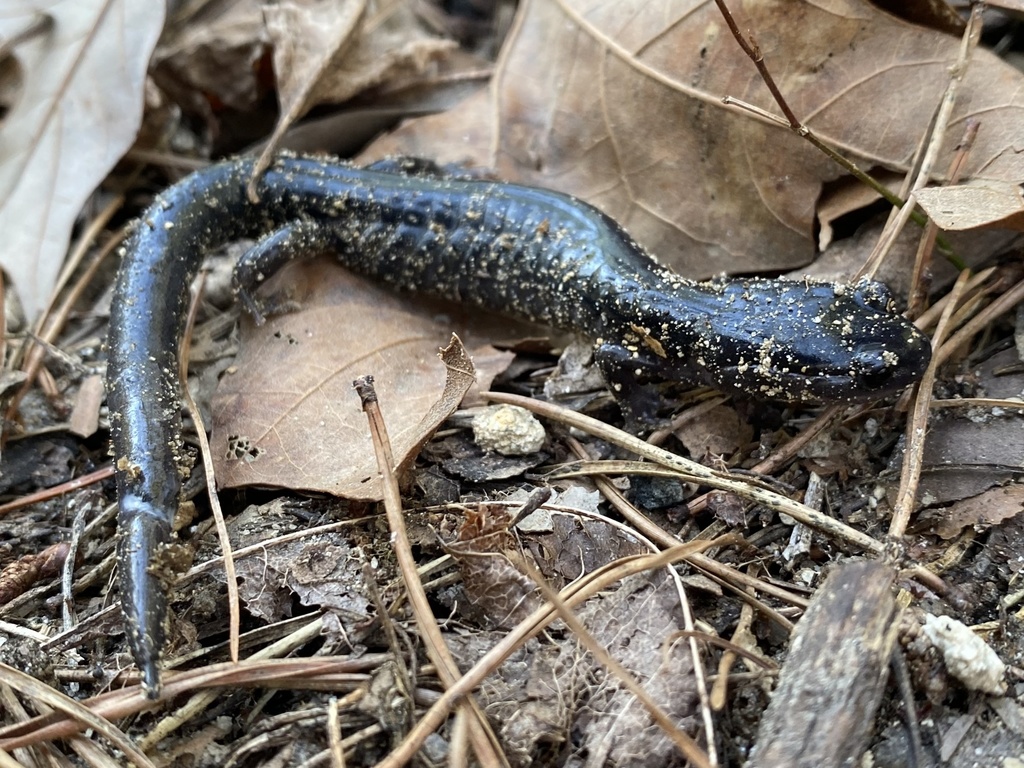Southern Gray-cheeked Salamander from Keowee Toxaway State Park, Sunset ...