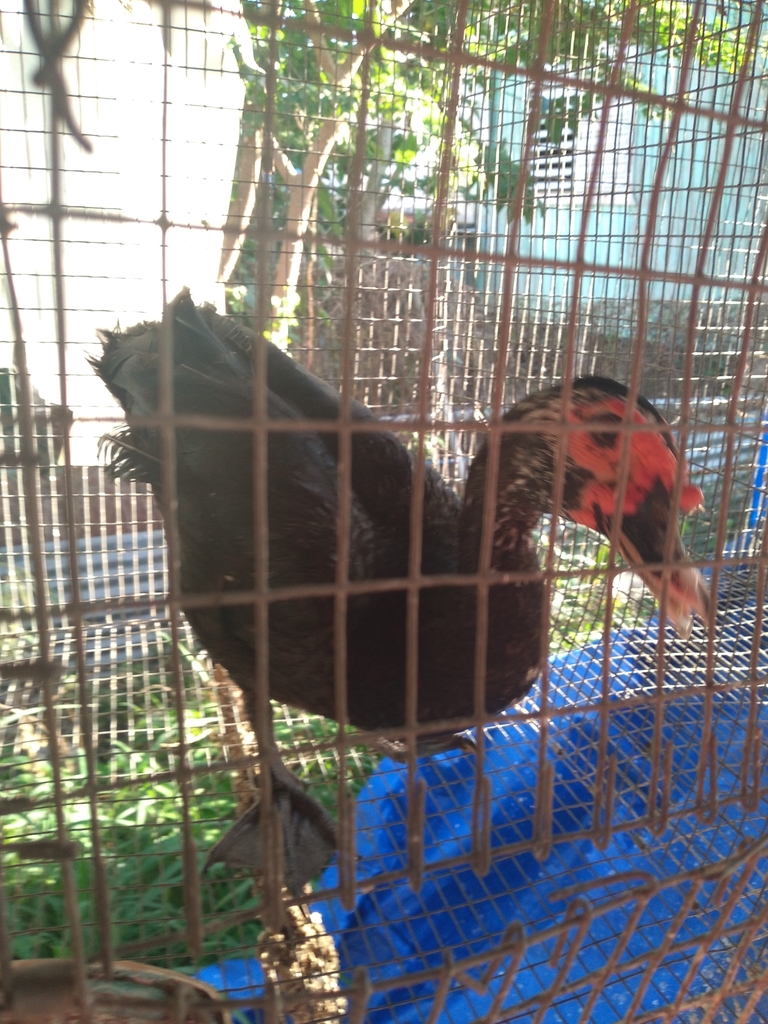 Domestic Muscovy Duck from Quebradas, Guayanilla, Puerto Rico on April ...