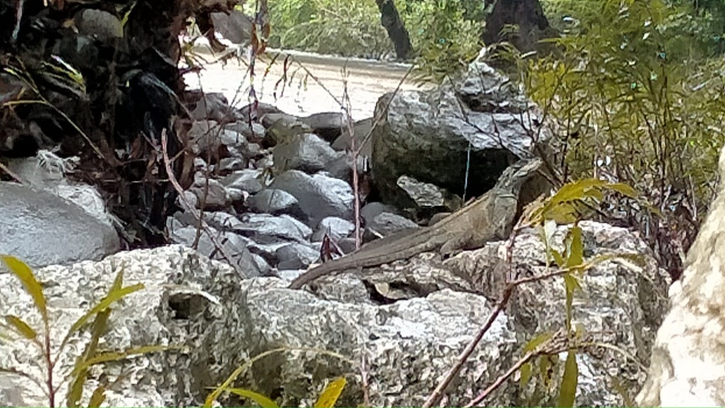 Makassar Sailfin Lizard from Kabupaten Maros, Sulawesi Selatan ...
