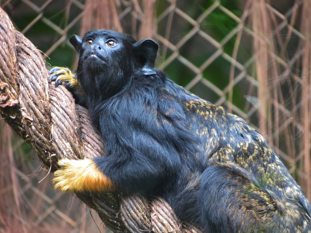 Golden-handed Tamarin (Saguinus midas) - Know Your Mammals