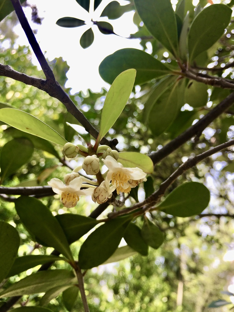 Japanese Ternstroemia (Ternstroemia gymnanthera) - Botanical Realm