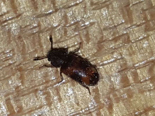 Thallis subtuberculata from Pine Grove VIC 3573, Australia on April 2 ...