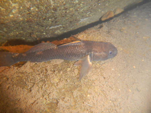 Cran's Bully (Gobiomorphus basalis) · iNaturalist United Kingdom