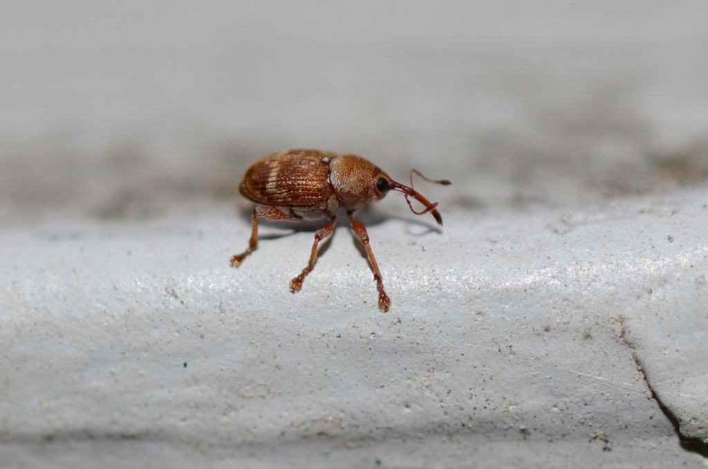 Curculio rubidus from Hiawatha Ave on July 31, 2019 at 07:51 PM by ...