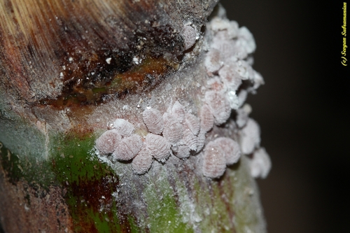 Genus Saccharicoccus · iNaturalist