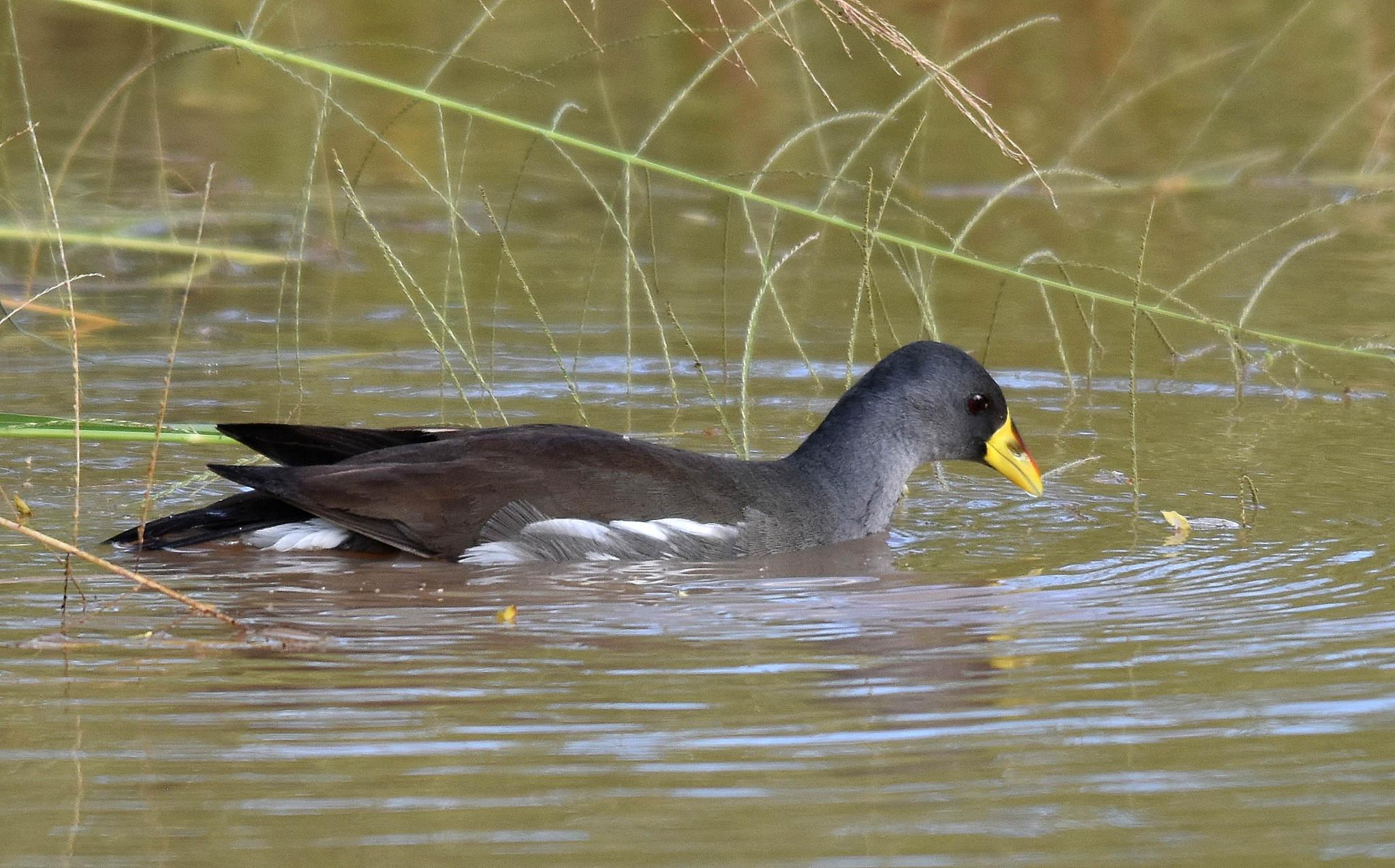Gallinula angulata Sundevall, 1850