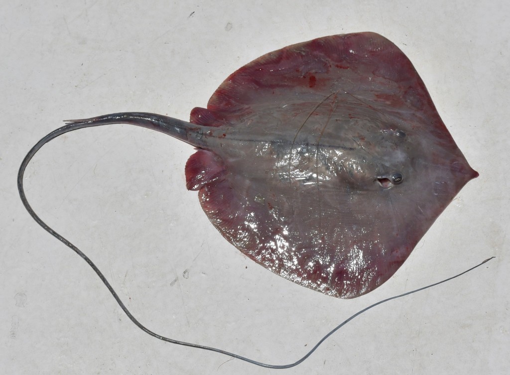 Whiptail Stingrays from Guayaquil, EC-GU, EC on April 01, 2021 at 11:51 ...