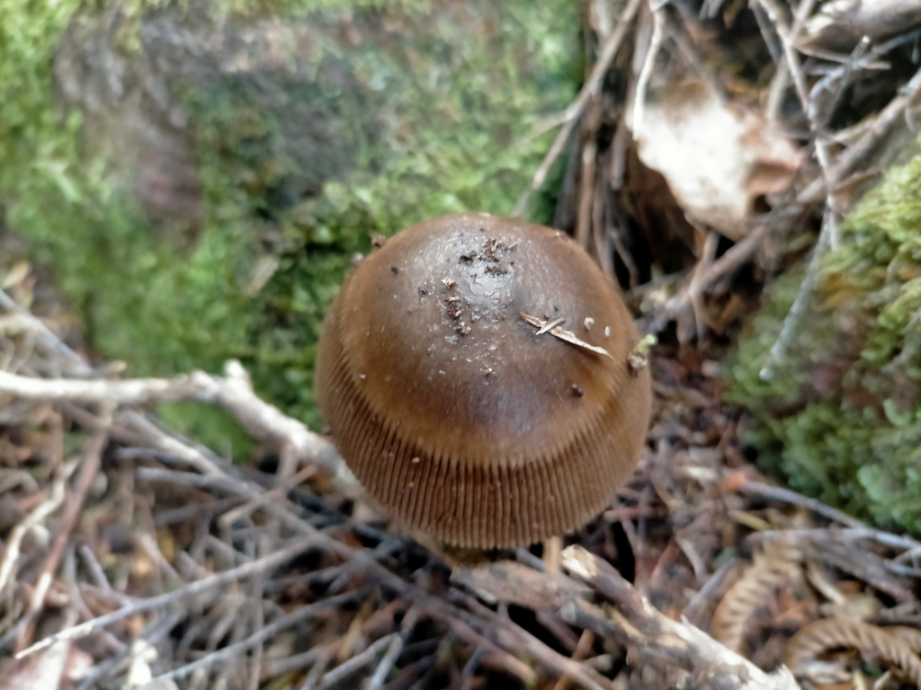 Amanita pekeoides from 0991, New Zealand on March 12, 2021 at 09:59 AM ...