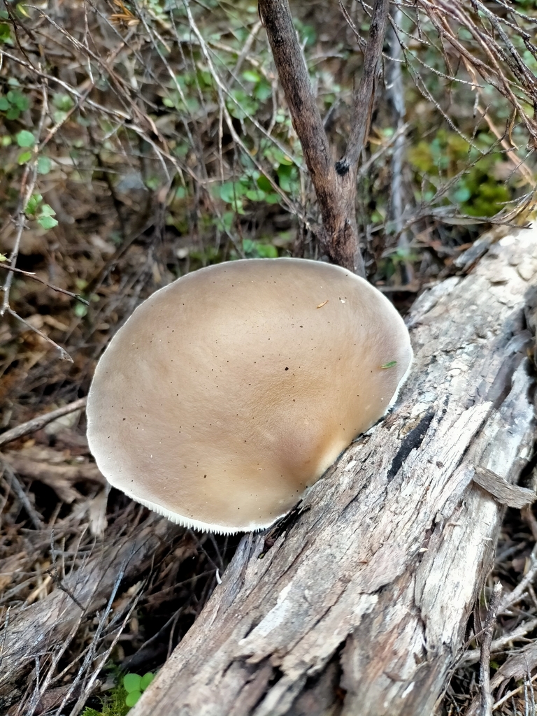 Brown Oyster Mushroom from Great Barrier Island / Aotea 0991, New ...