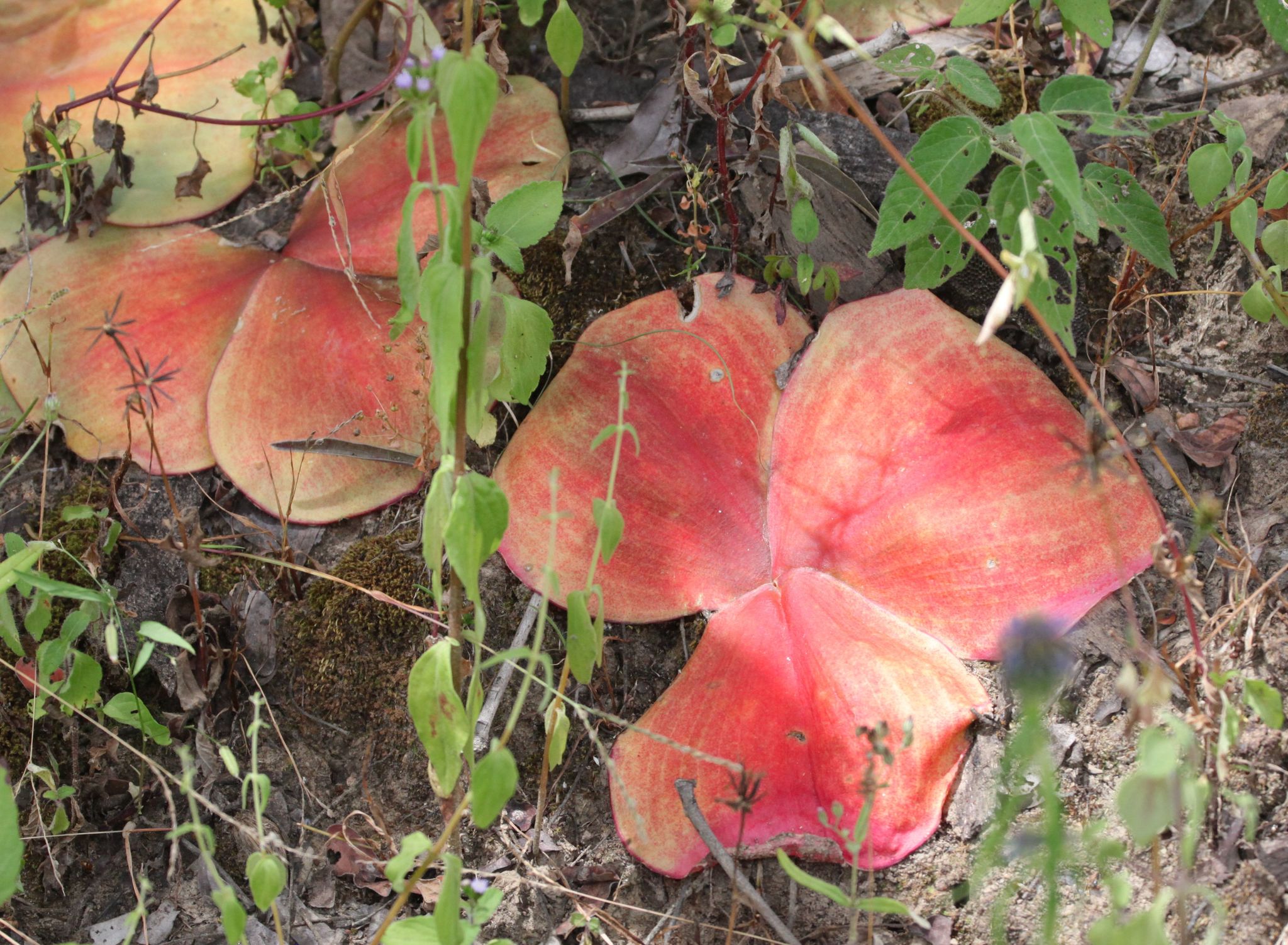 Costus spectabilis (Fenzl) K.Schum.