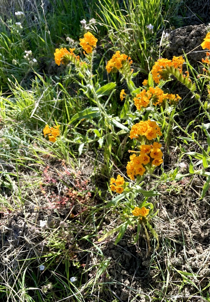 large-flowered fiddleneck in April 2021 by Roger Raiche. from ...