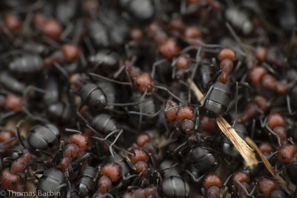 Western Thatching Ant from Capital, BC, Canada on April 2, 2021 at 04: ...