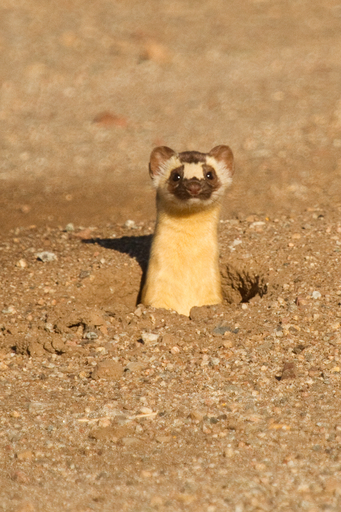 Long-tailed Weasel from Kern County, CA, USA on November 11, 2020 at 03 ...