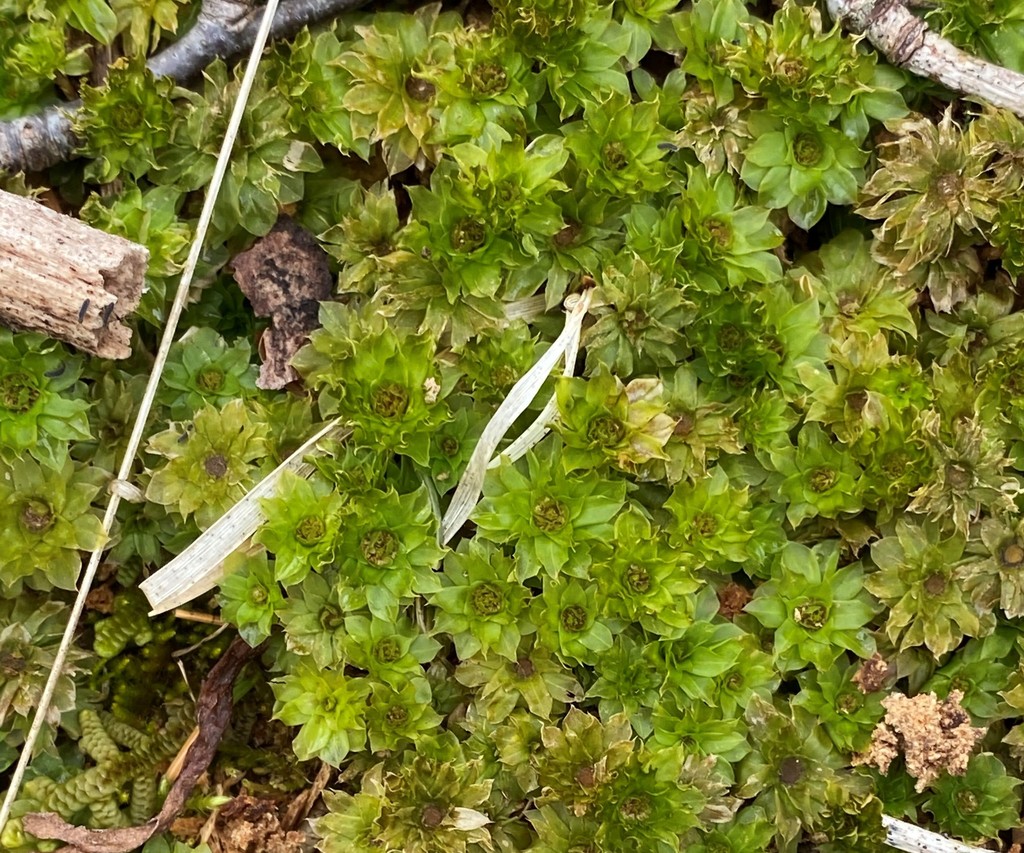 Ontario rhodobryum moss from Grayson Highlands State Park, Grayson ...