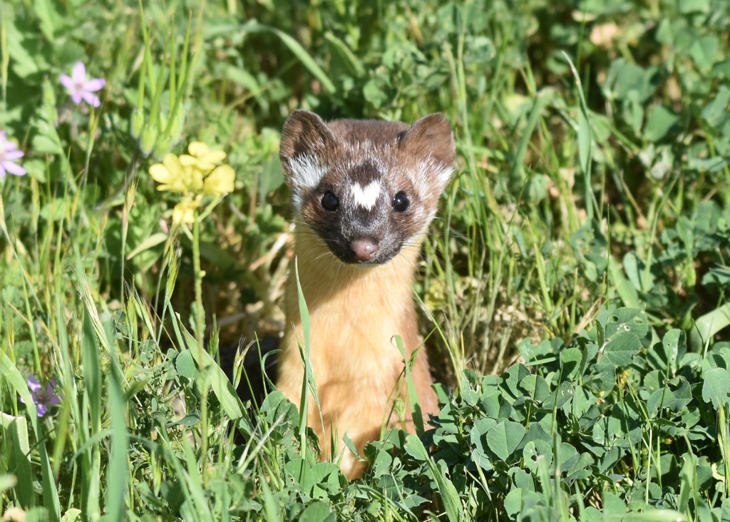 Long-tailed Weasel from Petaluma, CA, USA on April 2, 2021 at 10:22 AM ...