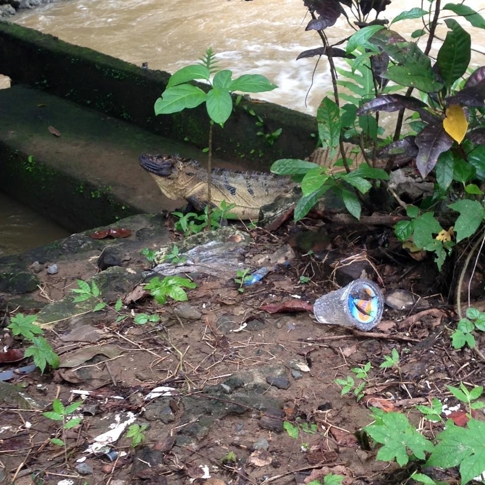 Makassar Sailfin Lizard from Mangilu, Bungoro, Pangkajene Dan Kepulauan ...