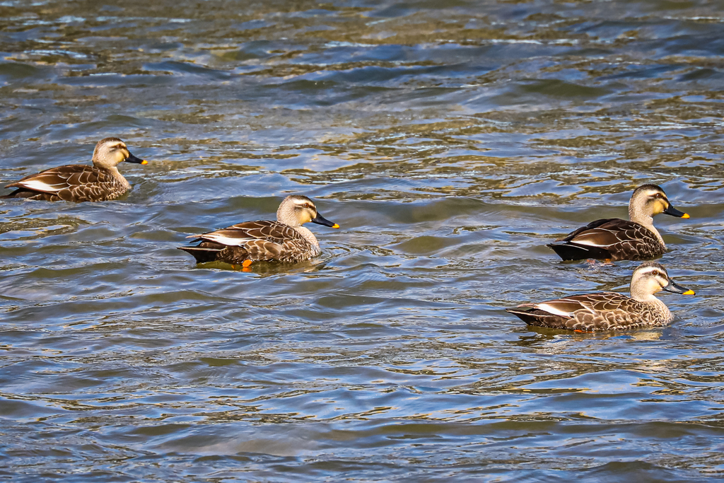 Eastern Spot-billed Duck from Nishi Ward, Fukuoka, Japan on February 8 ...