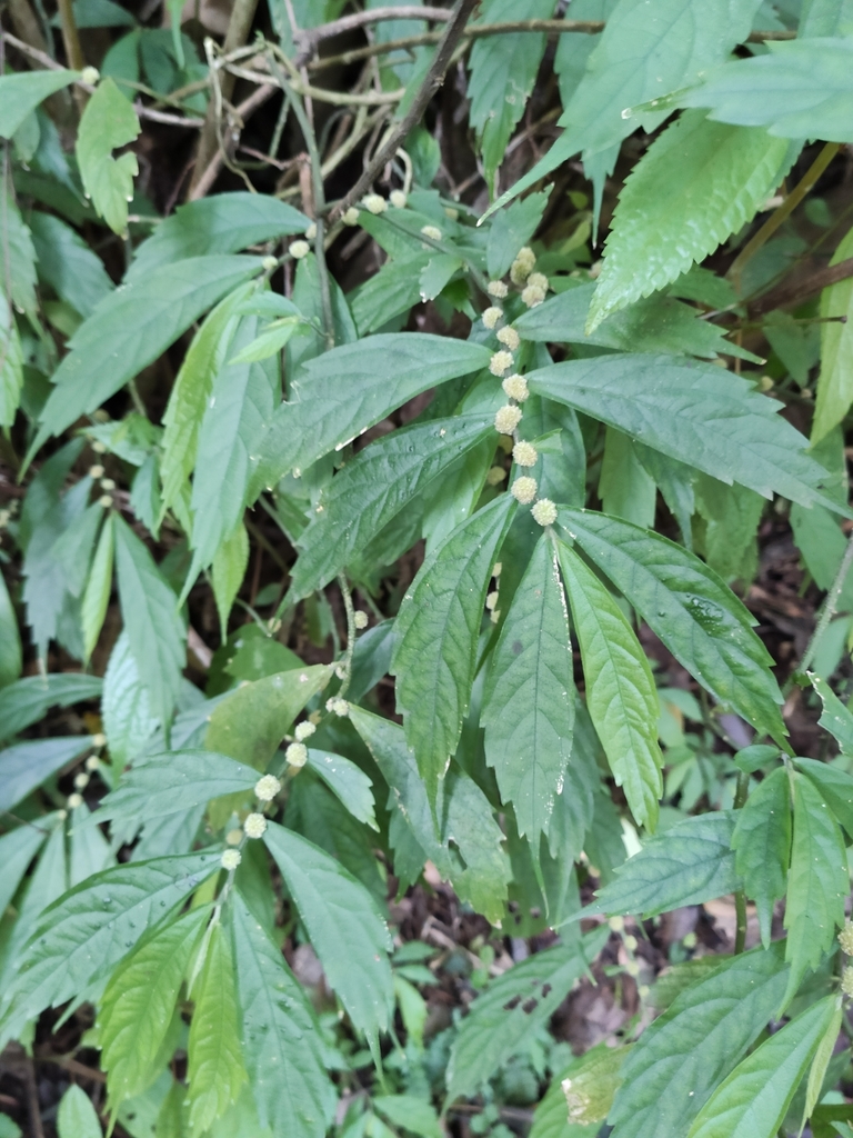 Large lineolate Elatostema (Elatostema lineolatum) - Botanical Realm