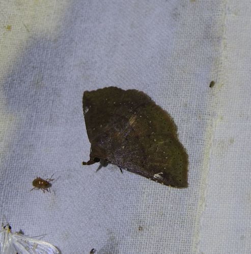 Saroba rufescens · iNaturalist