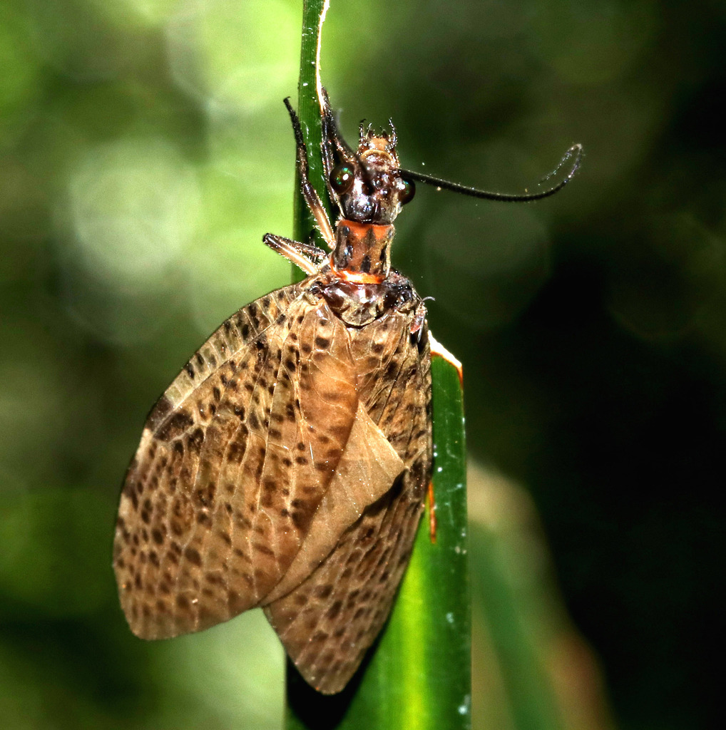 Archichauliodes in November 2016 by juliegraham173 · iNaturalist