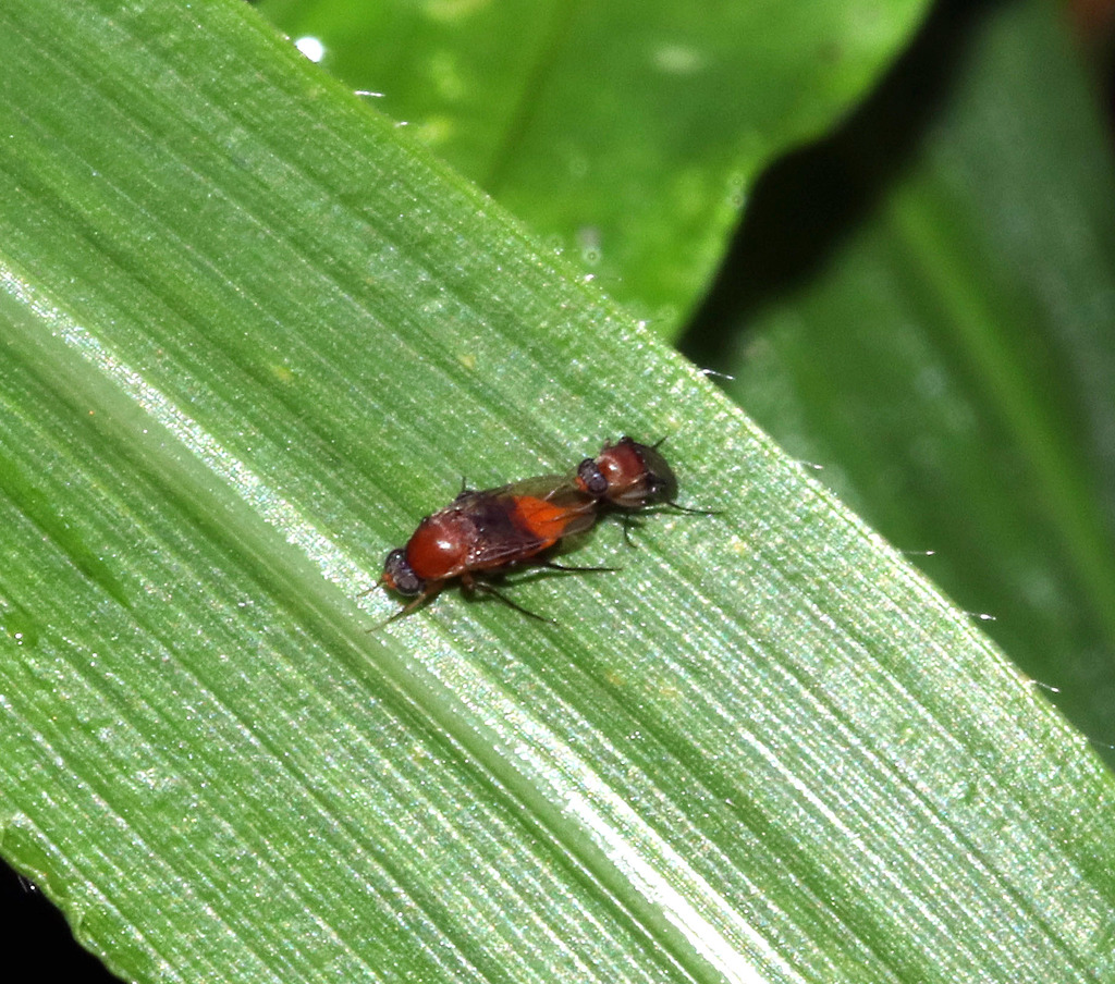 Humpbacked Flies in December 2016 by juliegraham173 · iNaturalist