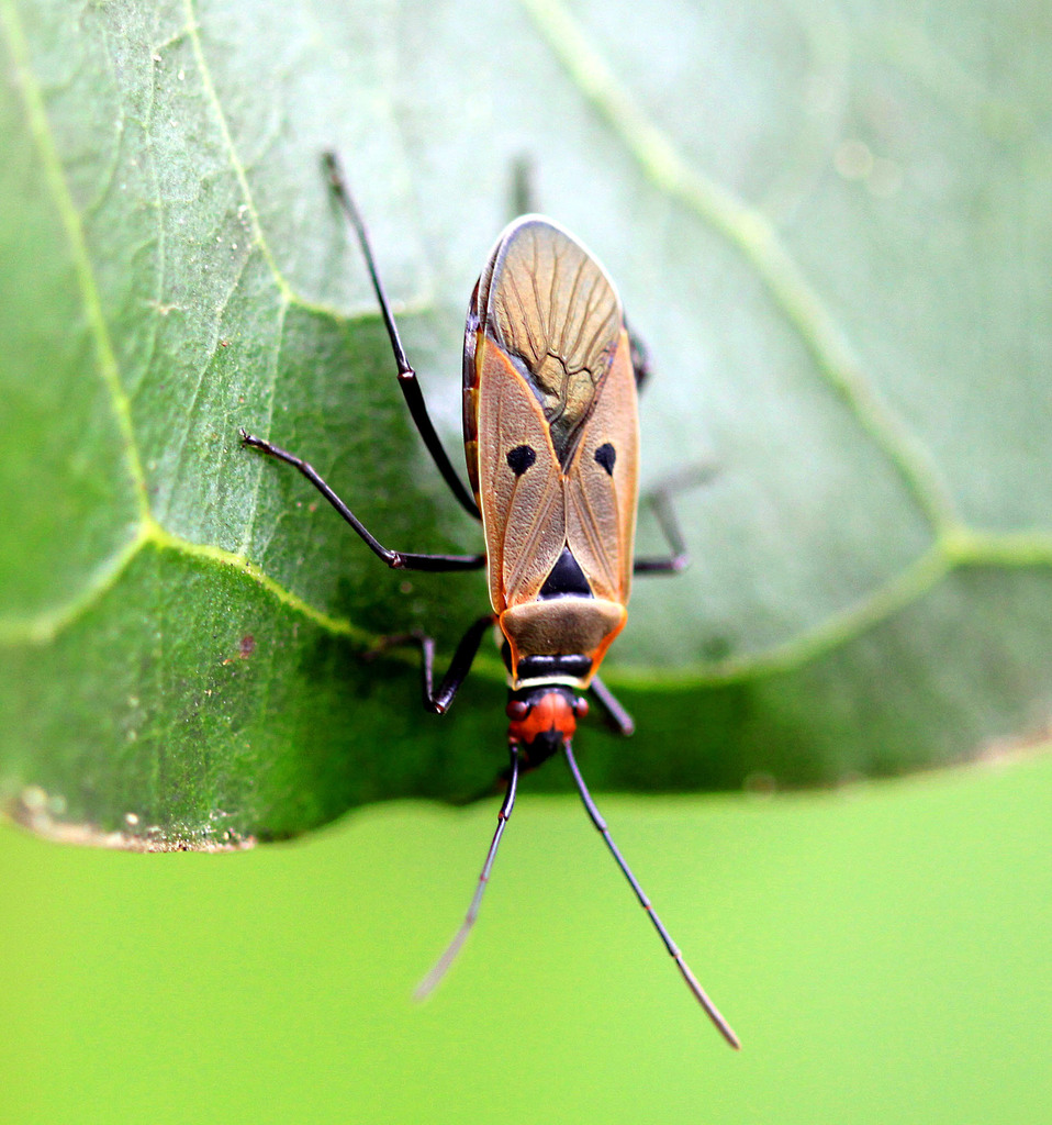 Pale Cotton Stainer in April 2016 by juliegraham173 · iNaturalist