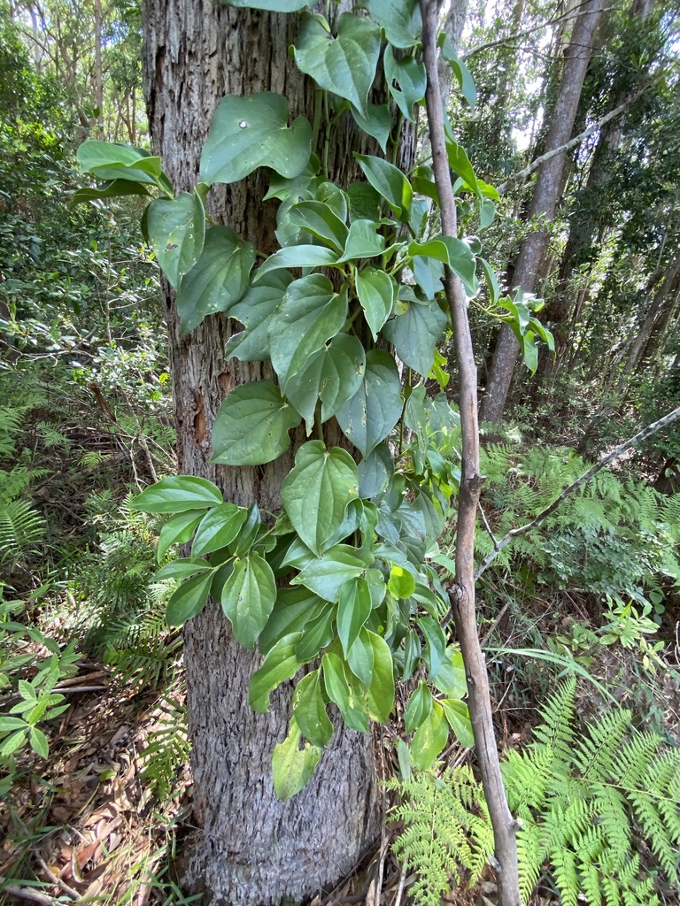 Australian Pepper Vine from Ben Bennett Botanical Park, Caloundra, QLD ...
