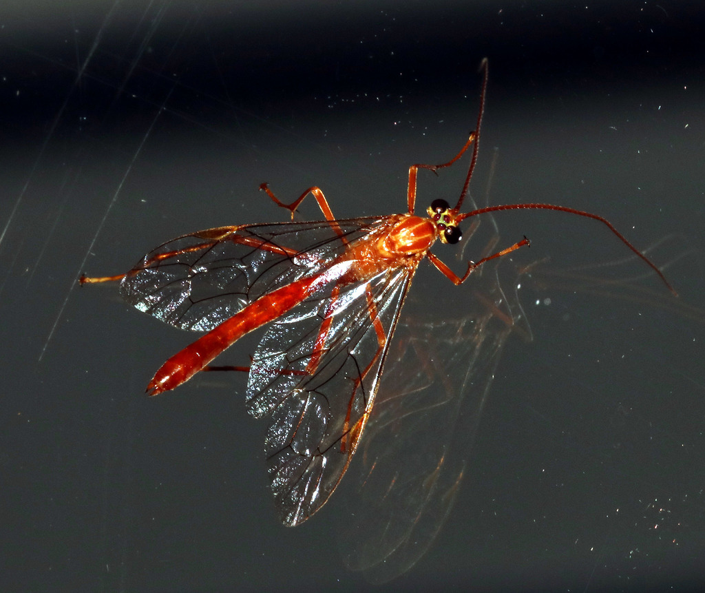 Netelia in May 2018 by juliegraham173 · iNaturalist