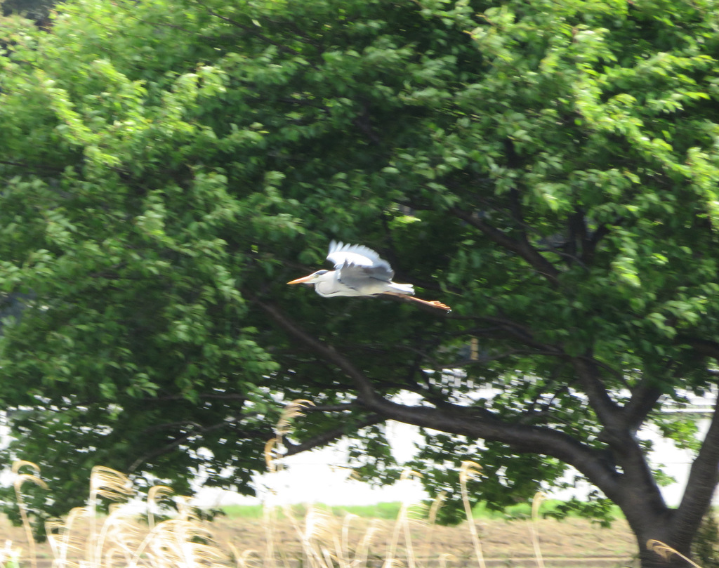 Garza gris desde Yonamoto, Yachiyo, Chiba 276-0015, Japan el viernes ...