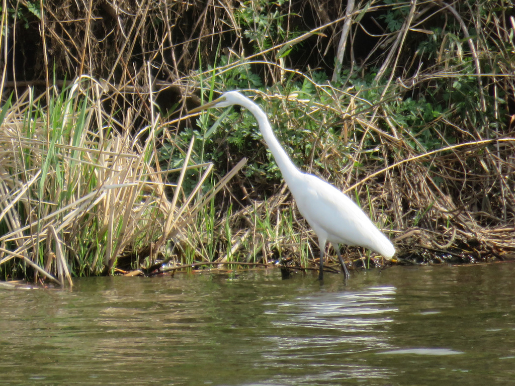 Great Egret from Yonamoto, Yachiyo, Chiba 276-0015, Japan on April 02 ...