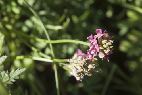 Oxytropis microsphaera · iNaturalist United Kingdom