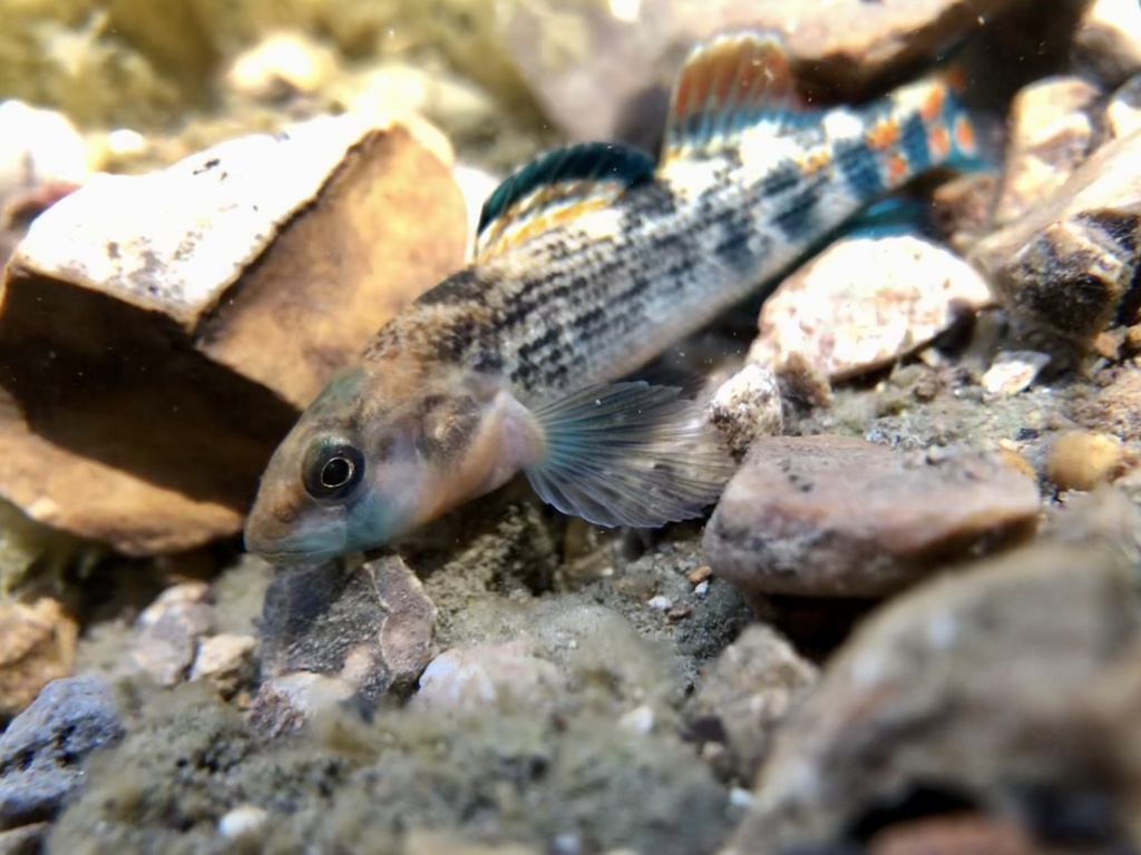 Orangethroat Darter from Commerce Dr, Jefferson City, MO, US on April ...