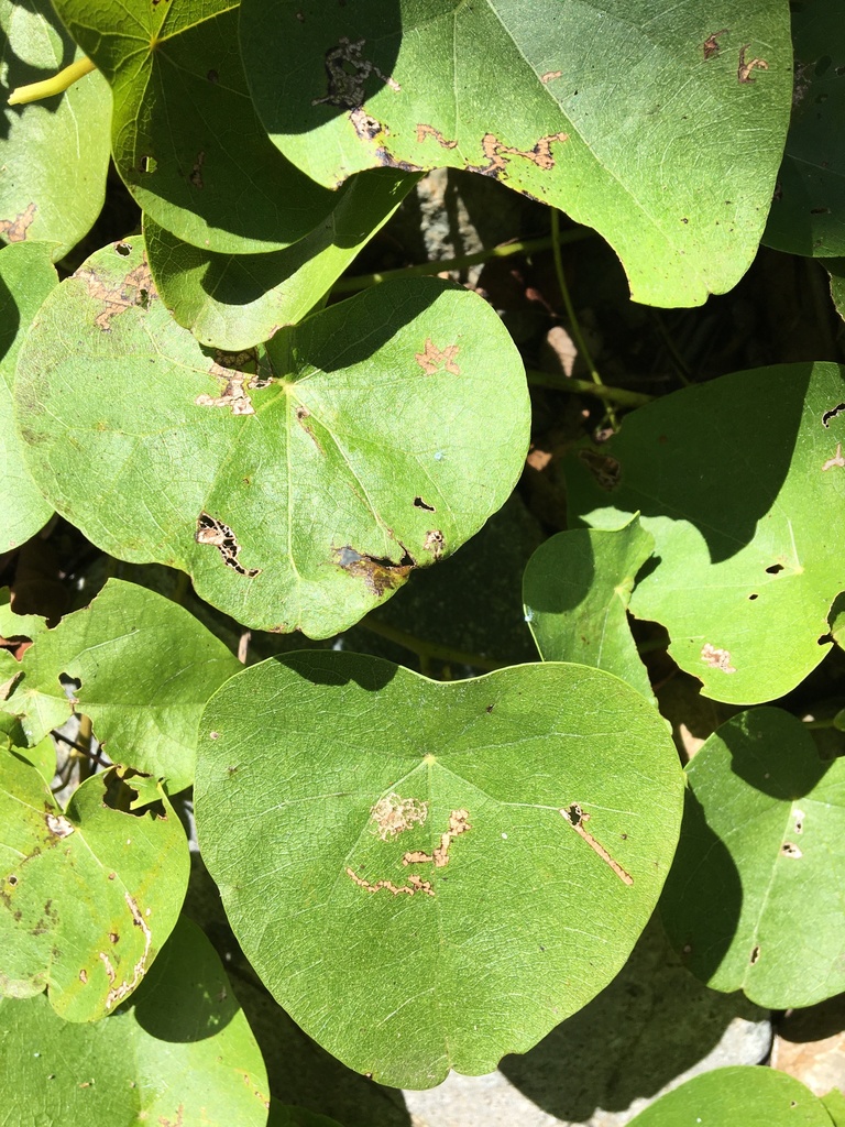 Tapevine from Bouldercombe Gorge Recreation Reserve, Bouldercombe, QLD ...