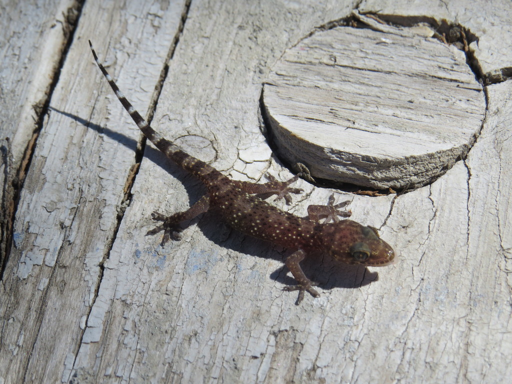 Mediterranean House Gecko from Almería, Spain on April 06, 2019 at 12: ...