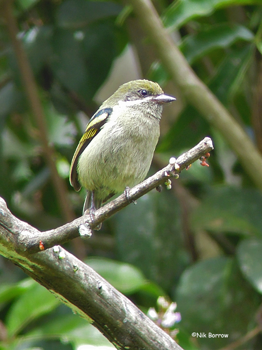 Moustached Tinkerbird from Mt. Kenya Forest, Kenya on August 16, 2015 ...