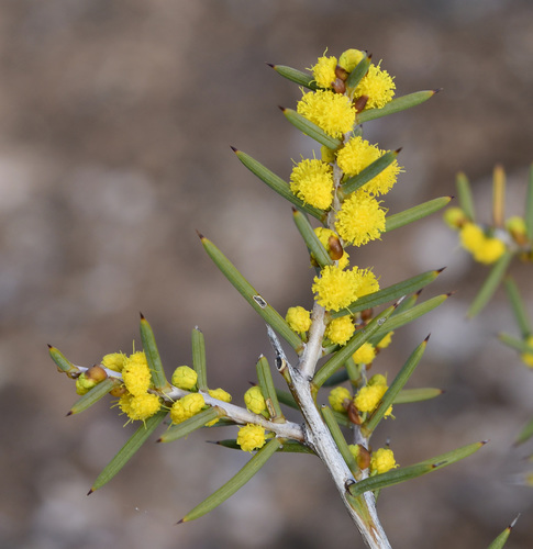 Acacia colletioides · iNaturalist Ecuador