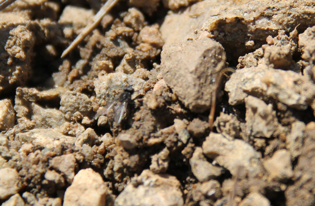 Calyptrate Flies from Ivolginsky District, Buryatia, Russia on April 3 ...